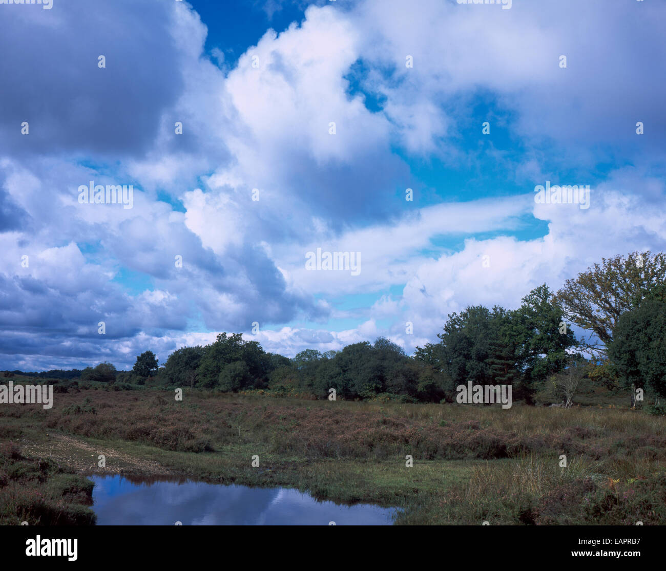 Looking across Latchmore Bottom the valley of Latchmore Brook Frogham ...