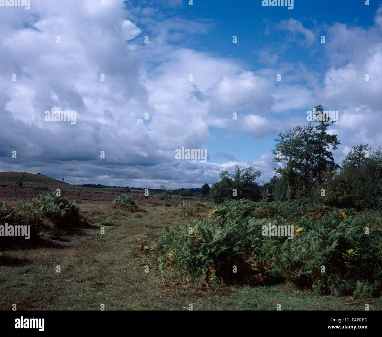 Looking across Latchmore Bottom the valley of Latchmore Brook Frogham ...