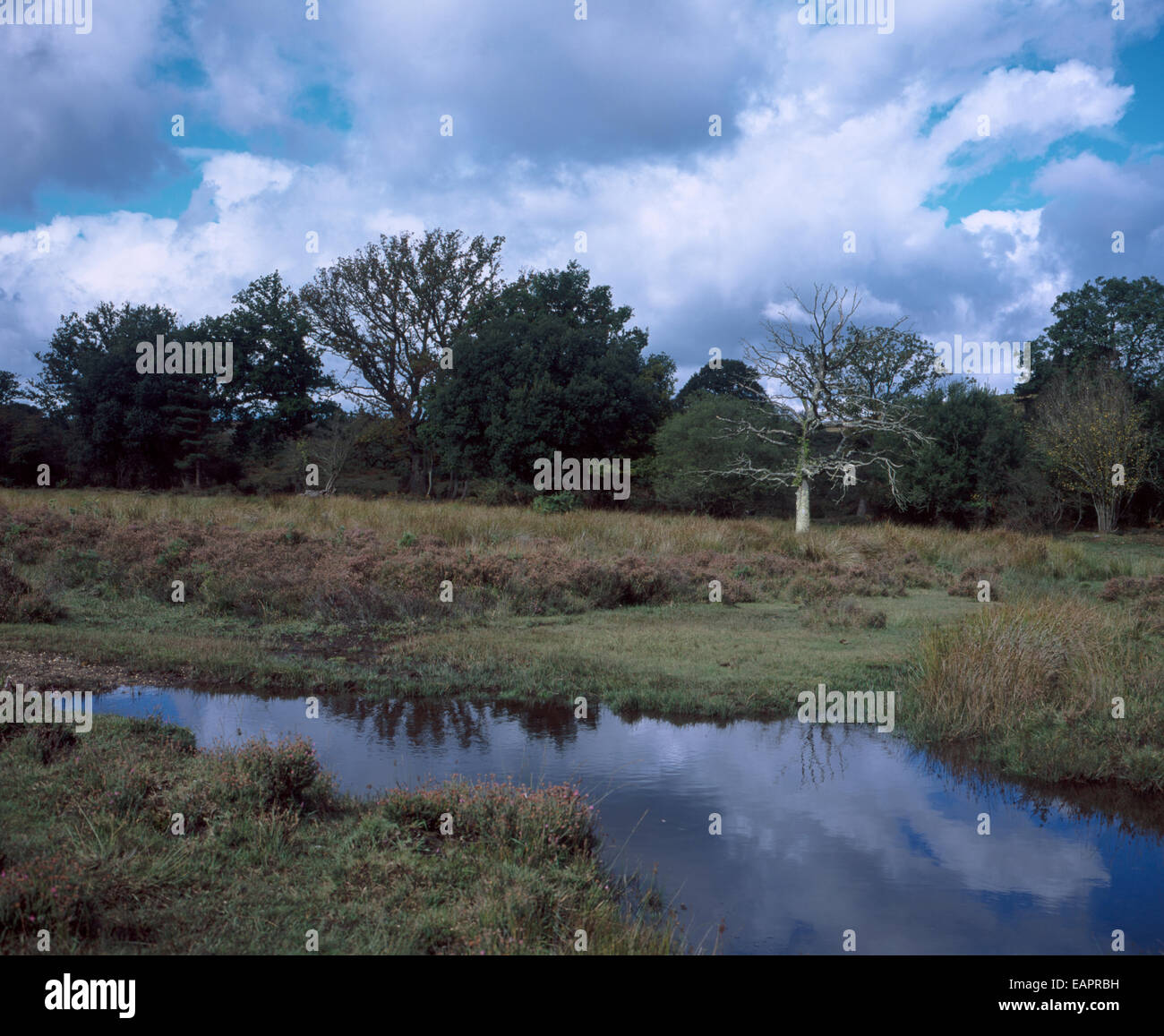 Latchmore brook new forest hi-res stock photography and images - Alamy