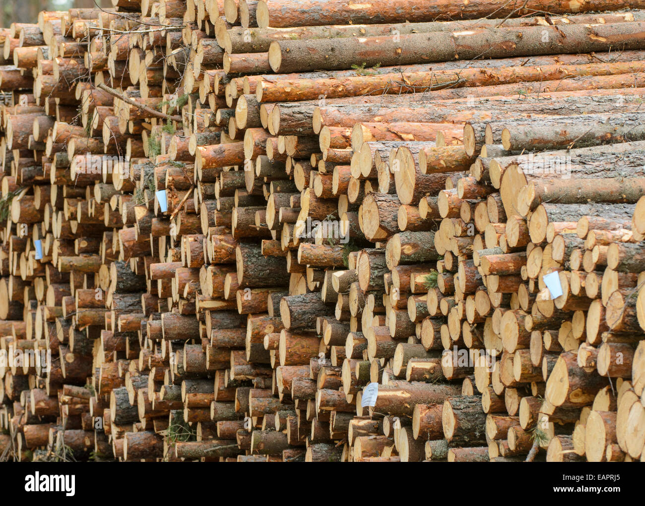 Stack of wooden logs after timber cutting Stock Photo - Alamy