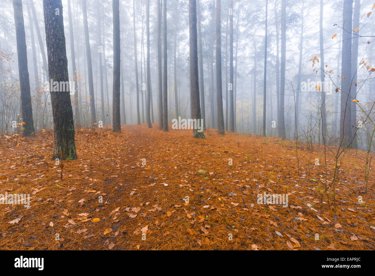 Foggy autumnal forest Stock Photo - Alamy