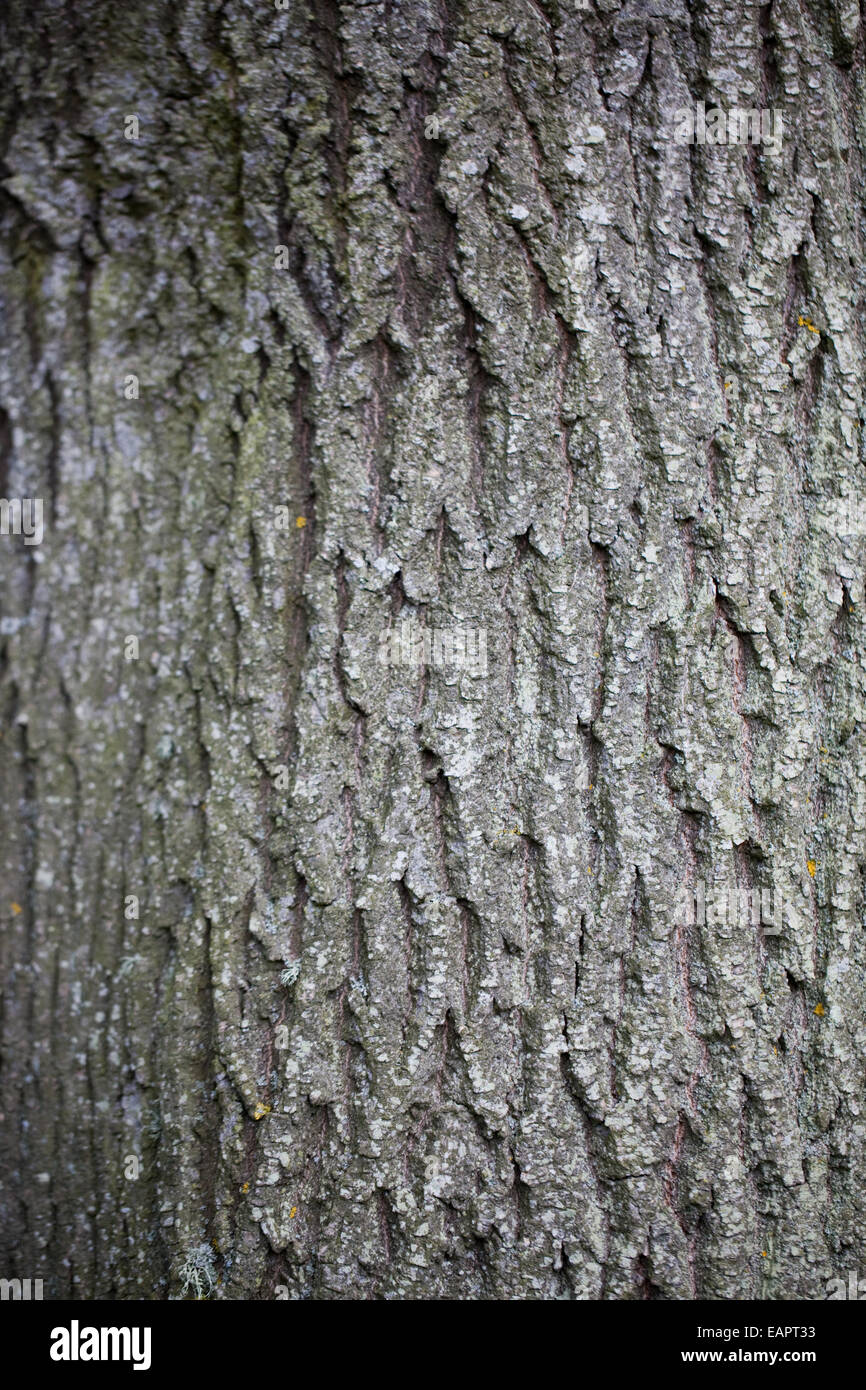Ash tree bark hi-res stock photography and images - Alamy