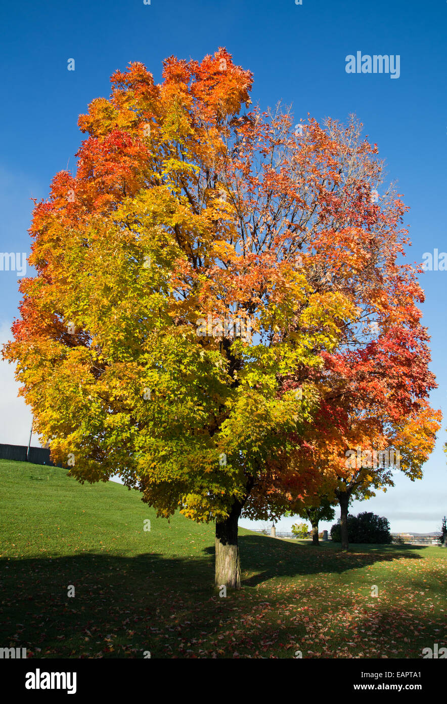 Fall color section tree hi-res stock photography and images - Alamy