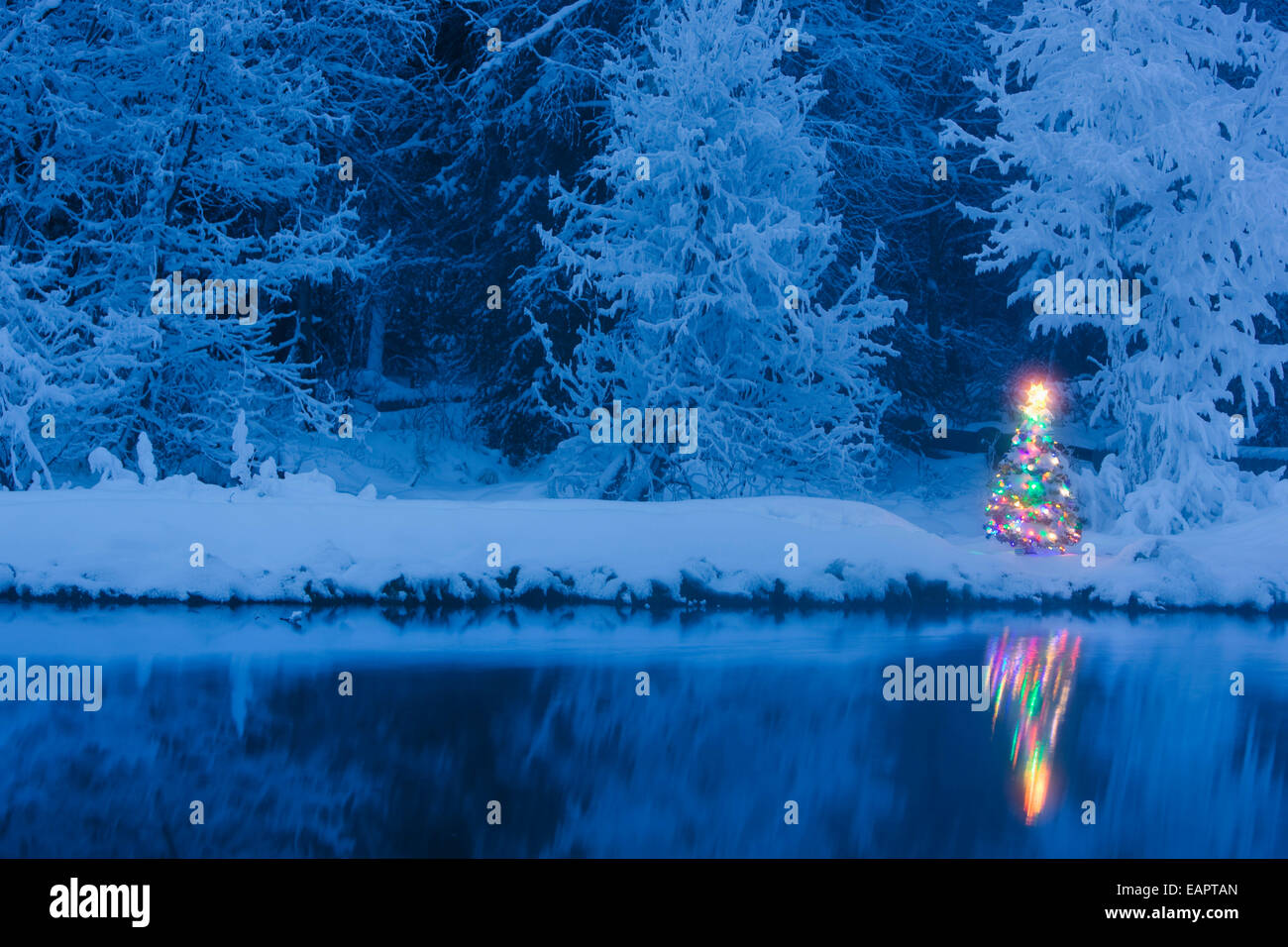 Decorated Christmas Tree Reflected In A Stream With Hoarfrost Covered ...