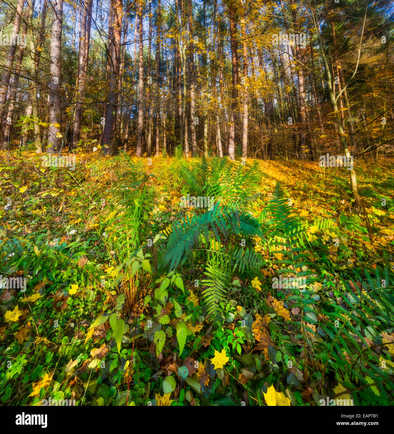 forest landscape with sandy road Stock Photo - Alamy