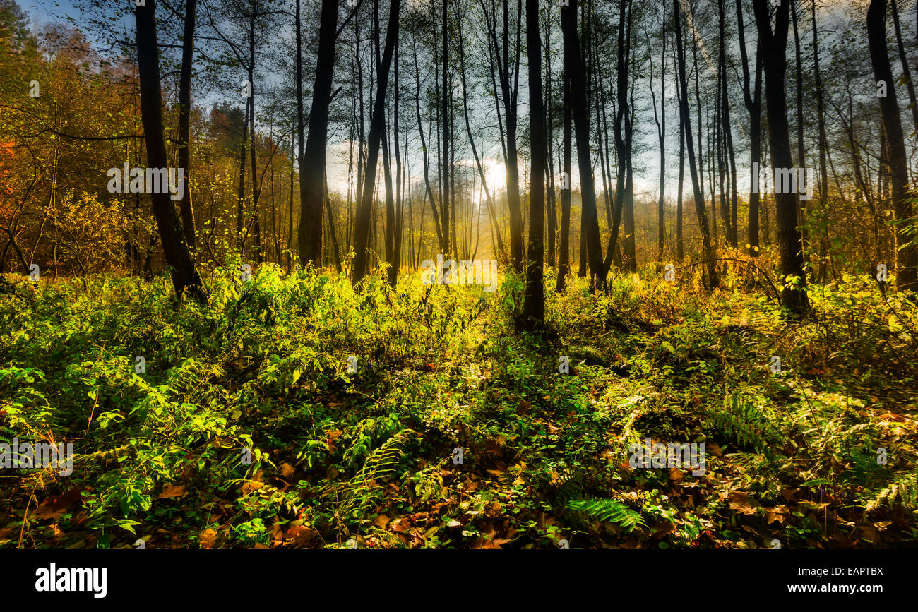 forest landscape with sandy road Stock Photo - Alamy