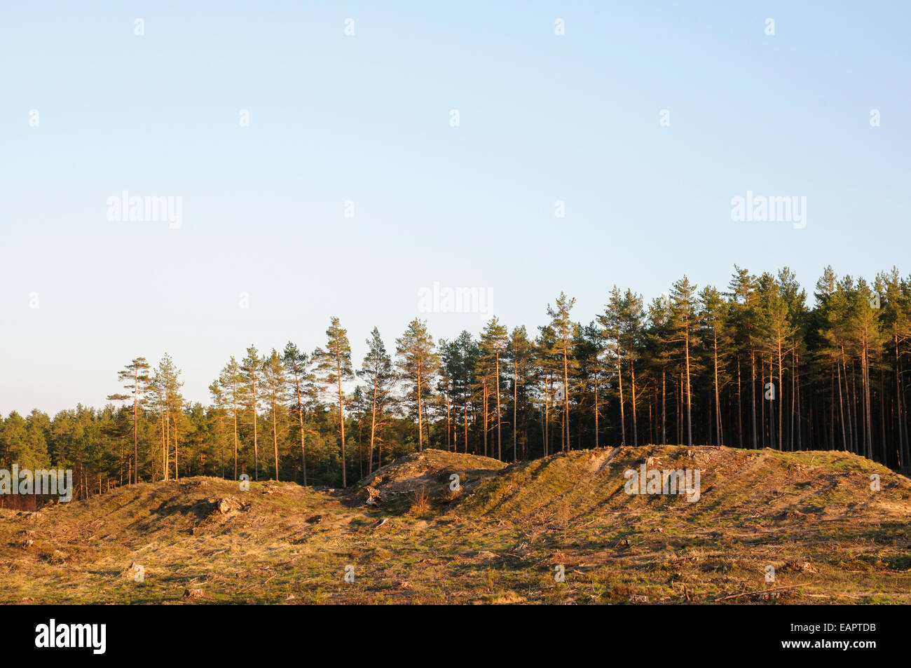 Clear-cut in dry pine forest Stock Photo - Alamy