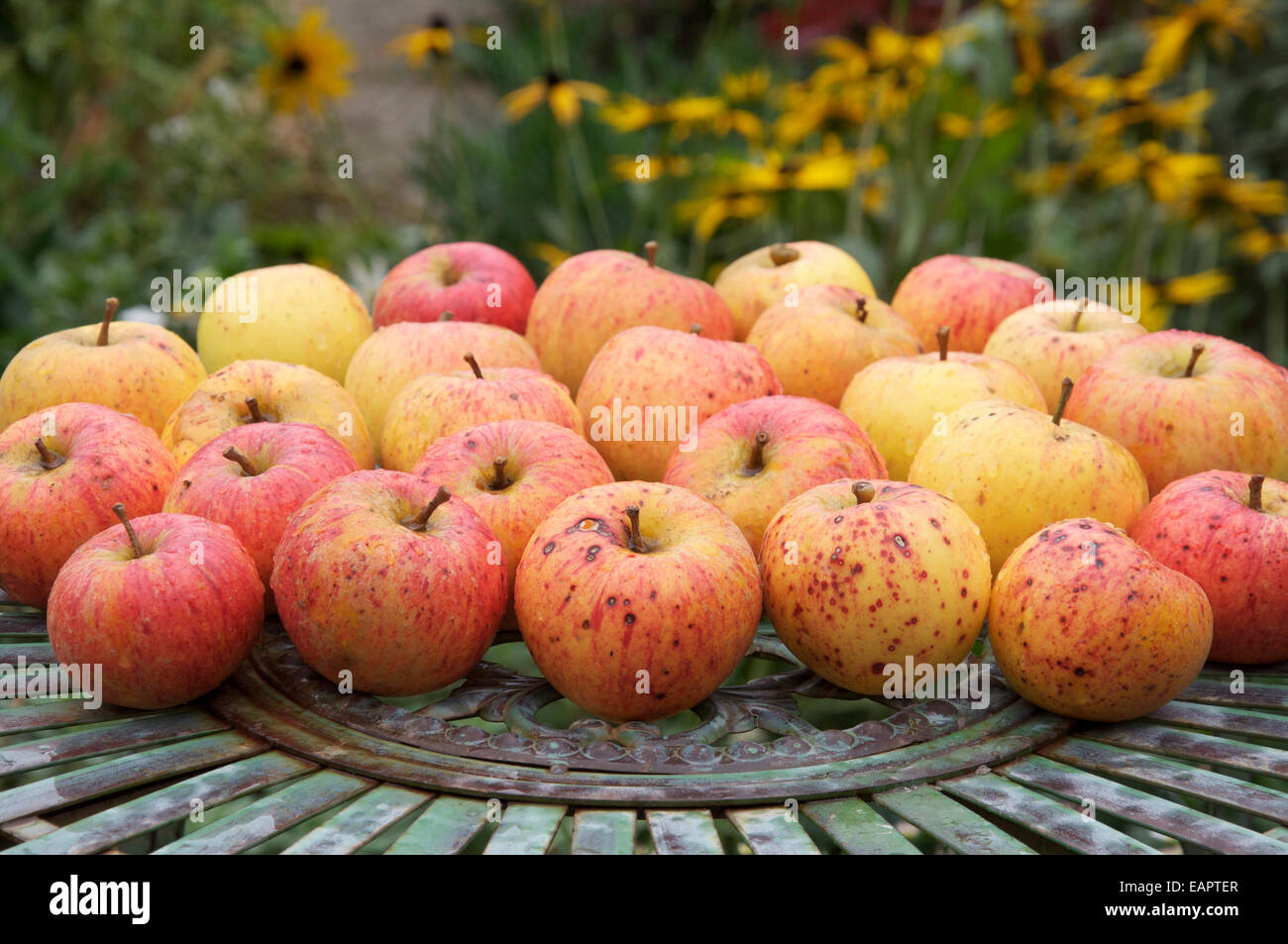 Fruits natural imperfections hi-res stock photography and images - Alamy