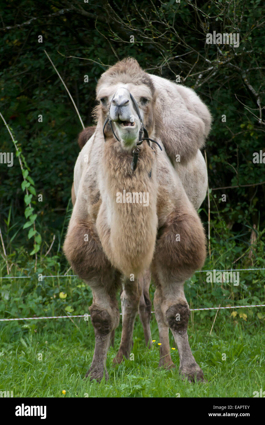 Circus camel hi-res stock photography and images - Alamy