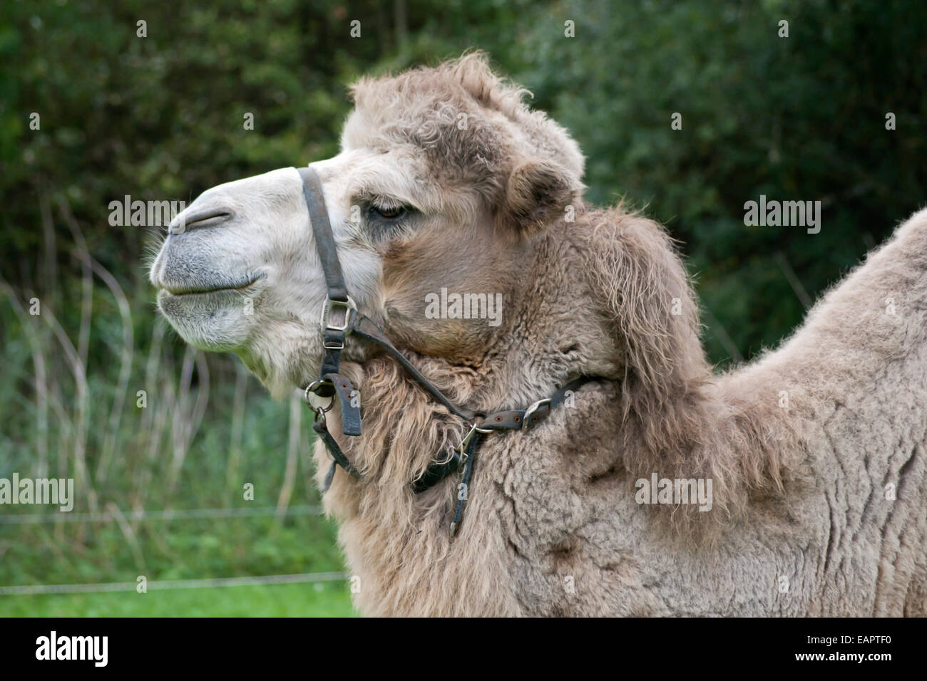 Circus camel hi-res stock photography and images - Alamy