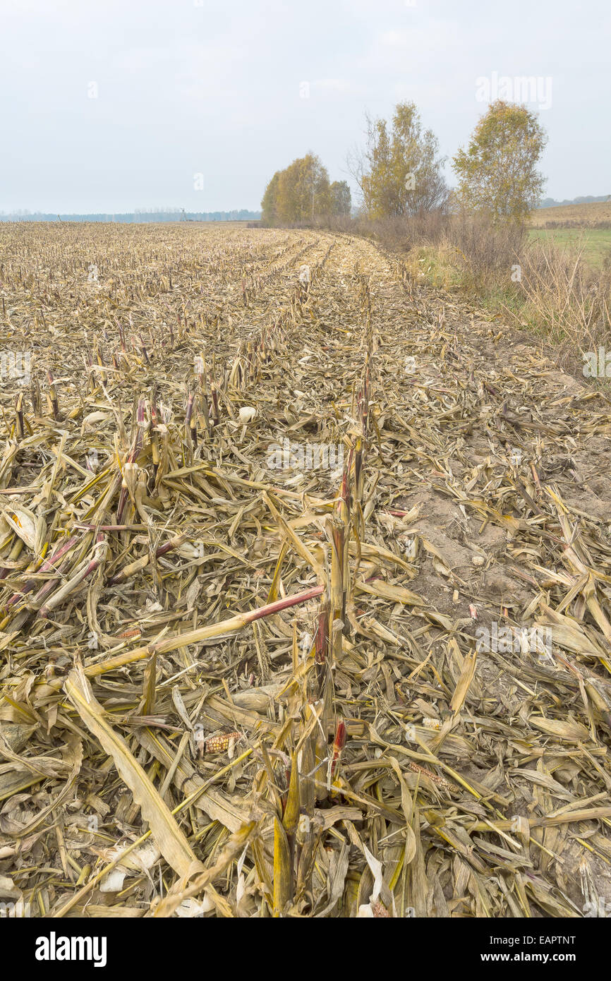 Stubble field after corn. Countryside landscape Stock Photo - Alamy