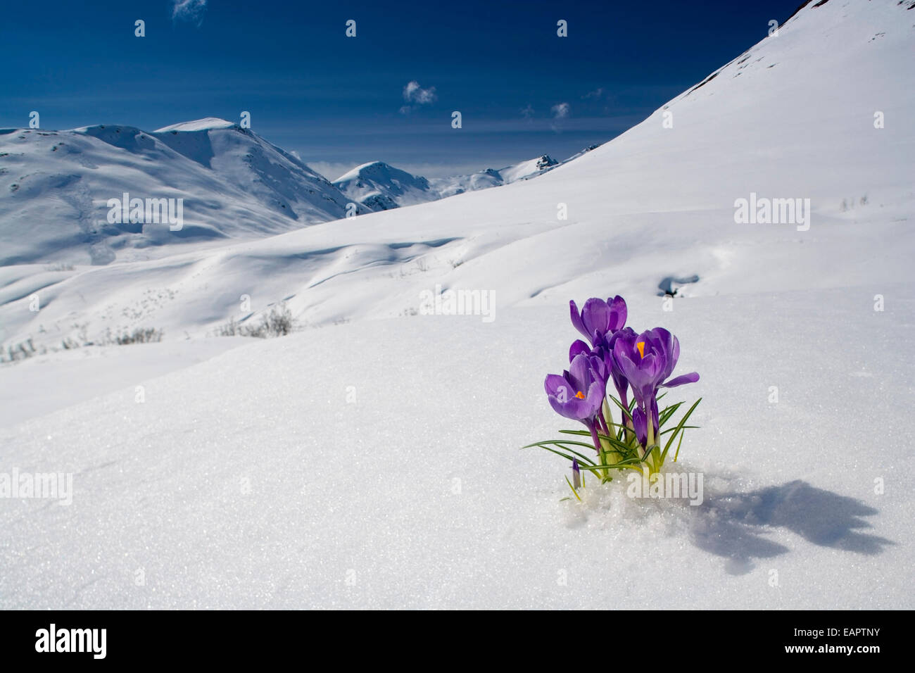 Crocus Flower Peeking Up Through The Snow. Spring. Southcentral Alaska ...