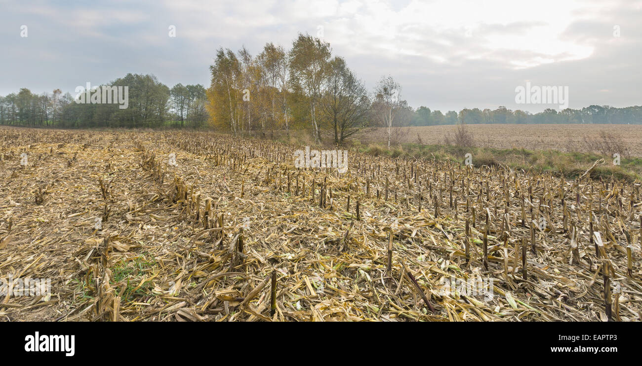 Stubble field after corn. Countryside landscape Stock Photo - Alamy