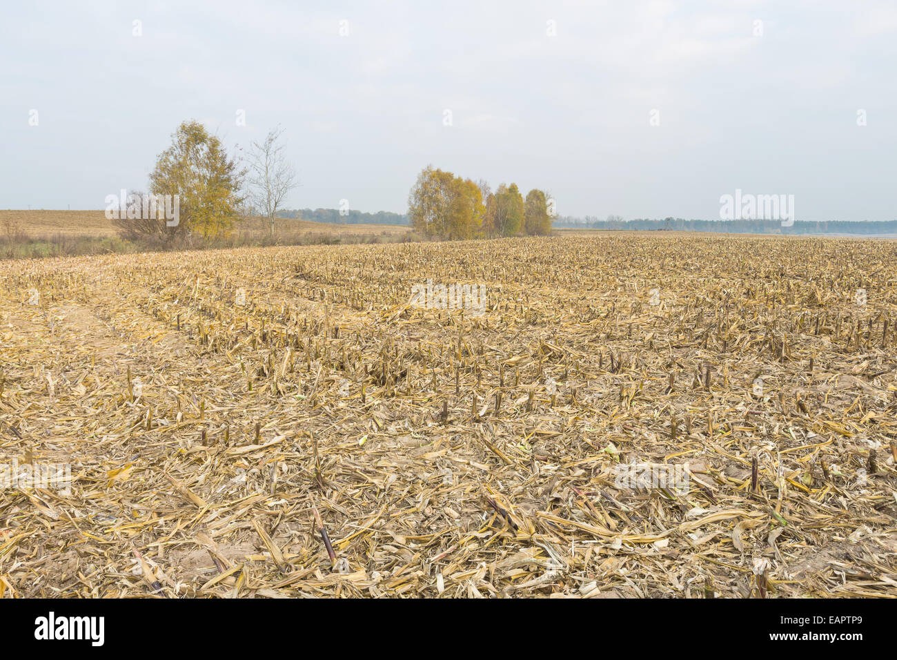 Stubble field after corn. Countryside landscape Stock Photo - Alamy
