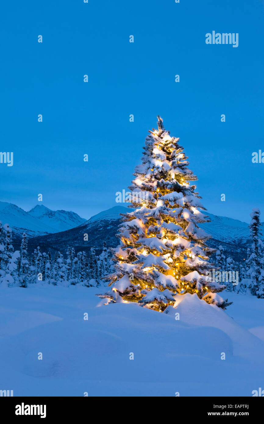 Christmas Tree Standing On Snow Covered Tundra At Twilight, Chugach ...