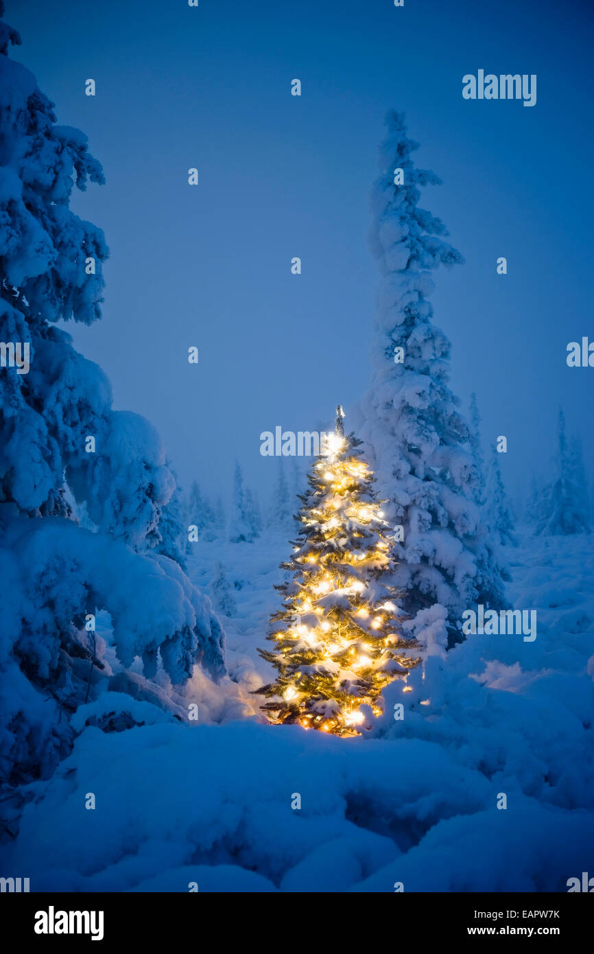 Christmas Tree With White Lights In A Hoarfrost Covered Spruce Forest ...