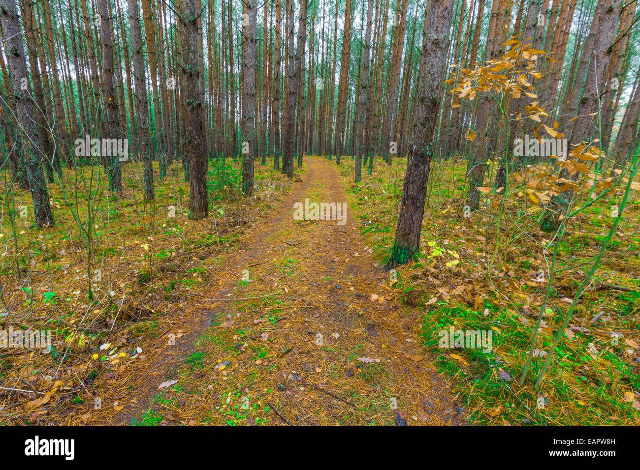 forest landscape with sandy road Stock Photo - Alamy
