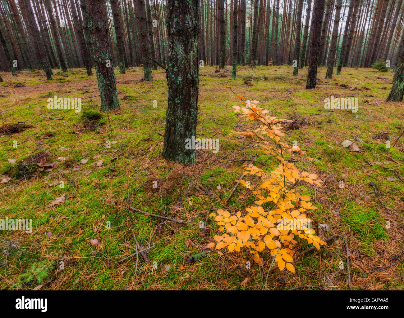 forest landscape with sandy road Stock Photo - Alamy