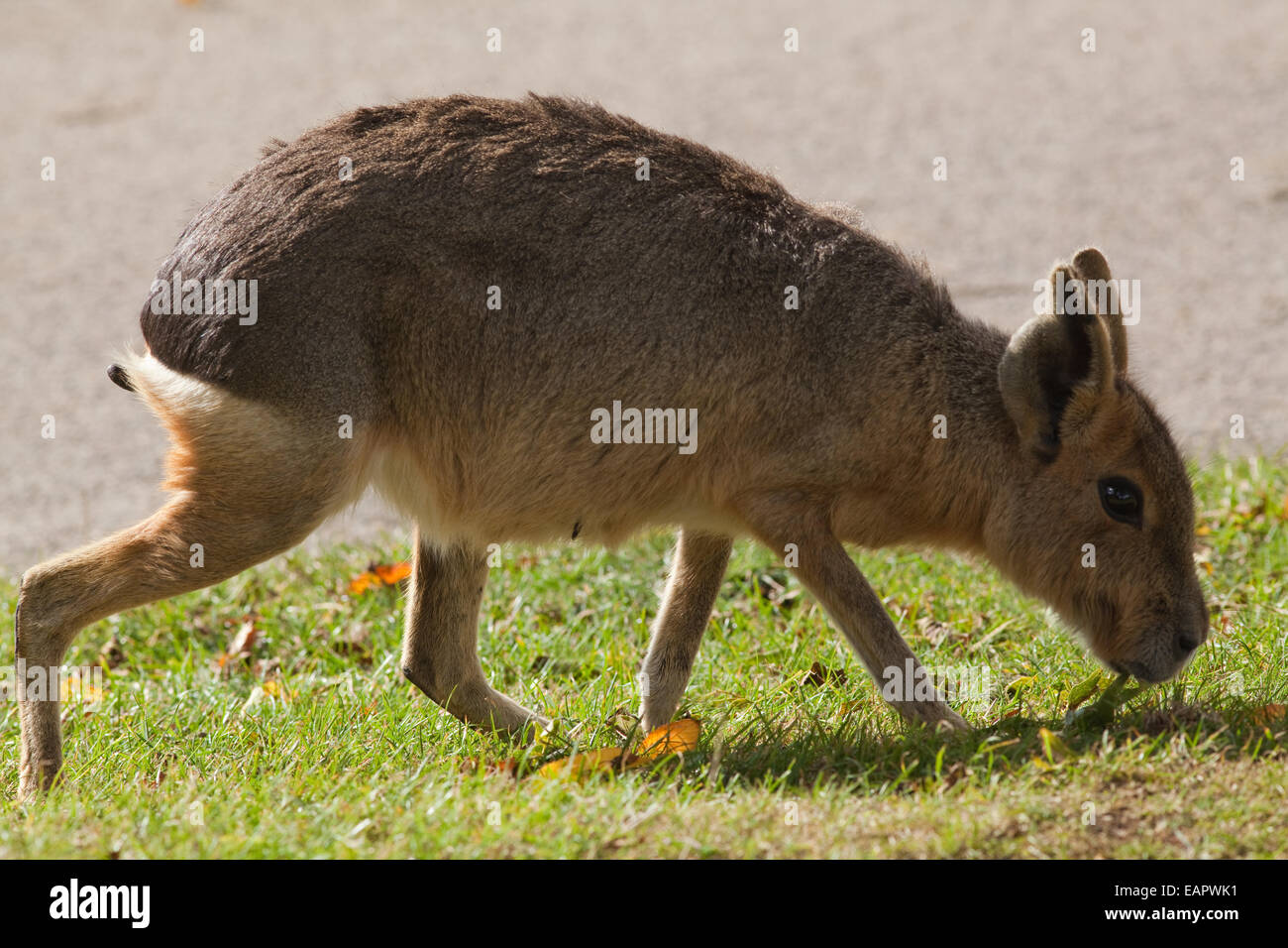 Mara, or Patagonian Hare (Dolichotis patagonum). Amble. Plantigrade ...