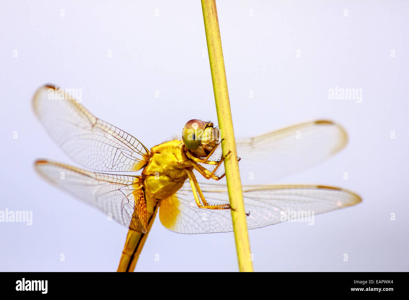 Portrait of dragonfly - Yellow dragonfly in nature Stock Photo - Alamy