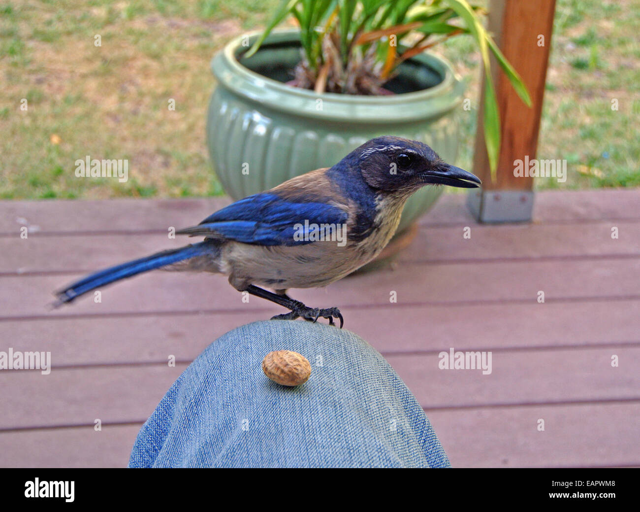 blue jay sits on knee to eat peanut on patio Stock Photo - Alamy
