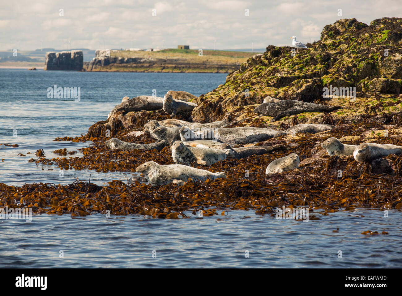 Seahouses on the Northumberland coast from the sea, UK Stock Photo - Alamy