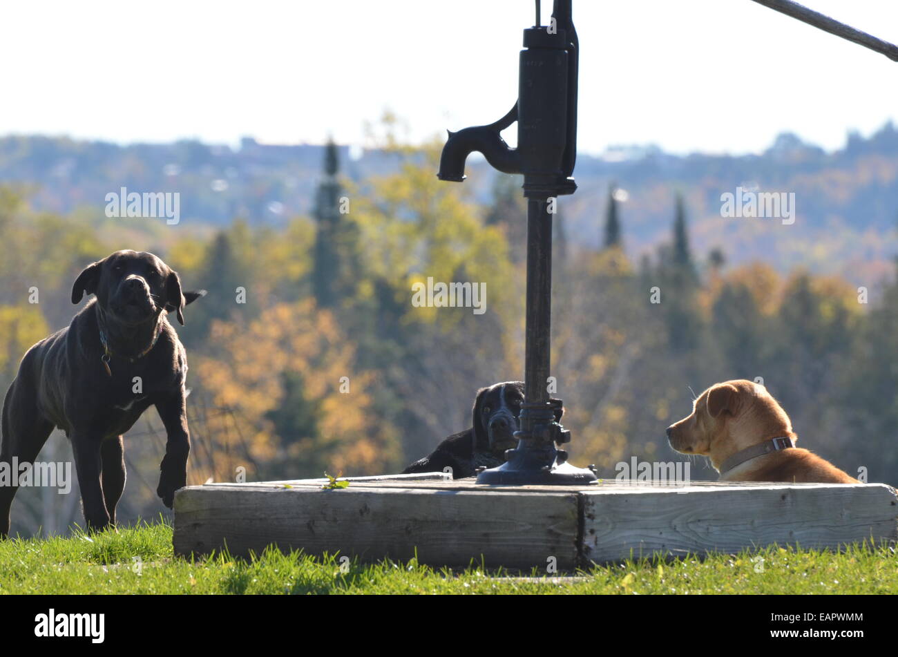 dogs and water well Stock Photo - Alamy