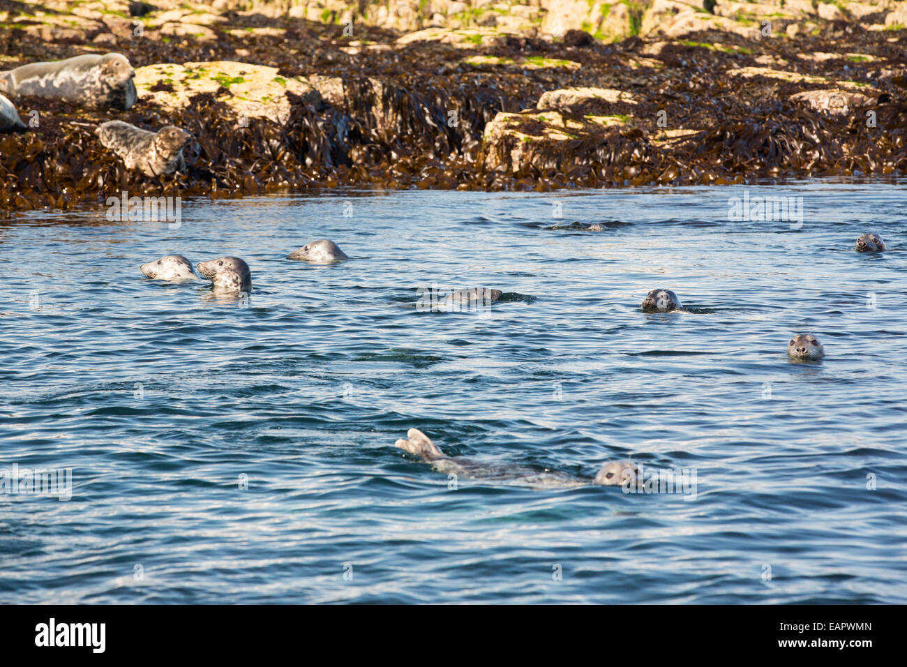 Seahouses on the Northumberland coast from the sea, UK Stock Photo - Alamy
