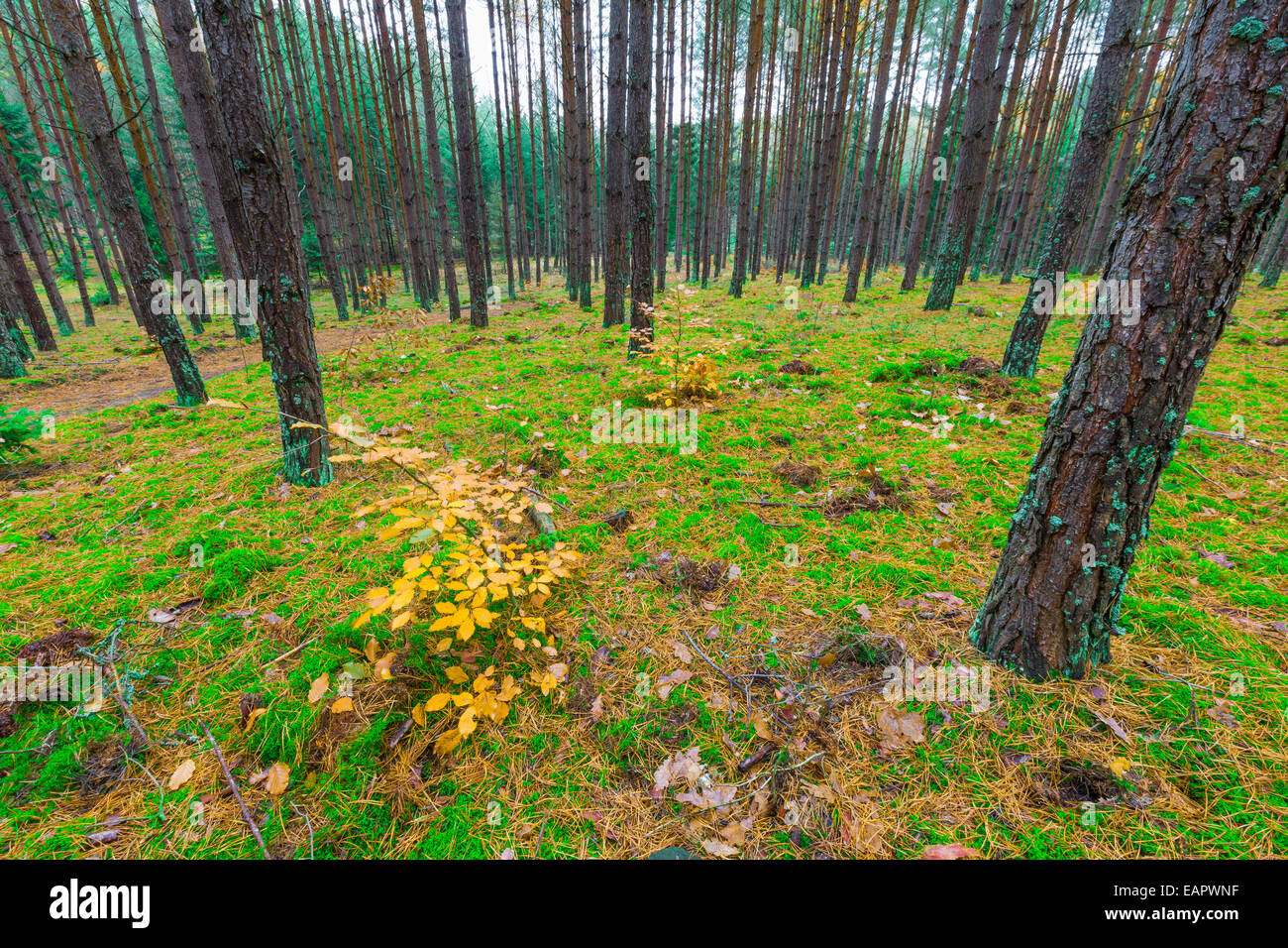 forest landscape with sandy road Stock Photo - Alamy