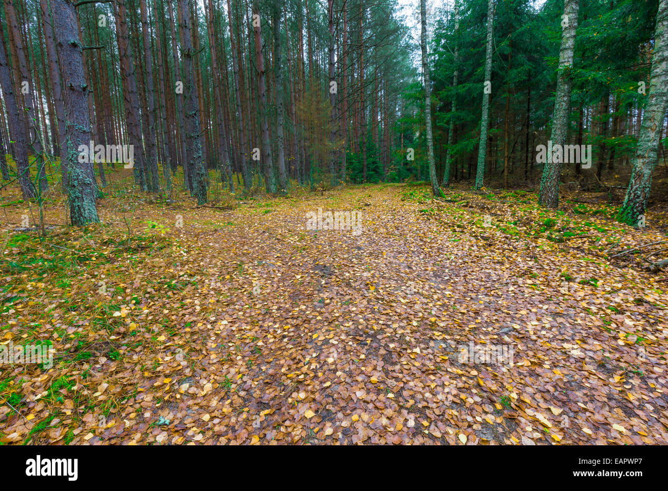 forest landscape with sandy road Stock Photo - Alamy