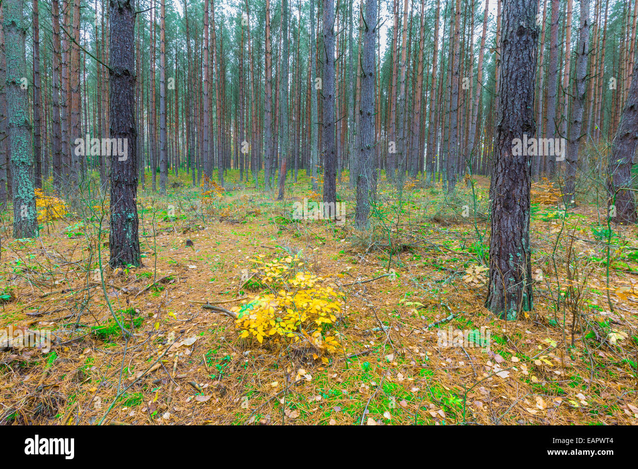 forest landscape with sandy road Stock Photo - Alamy