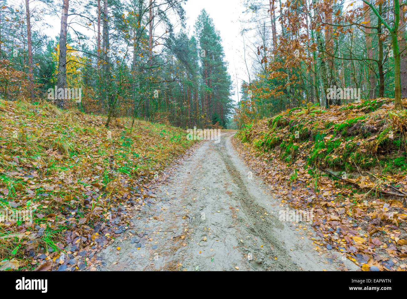 forest landscape with sandy road Stock Photo - Alamy