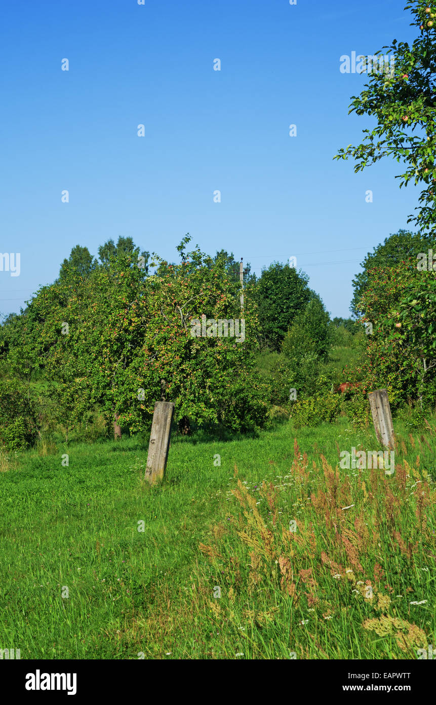Rural landscape. Brown horse and apple trees garden Stock Photo - Alamy