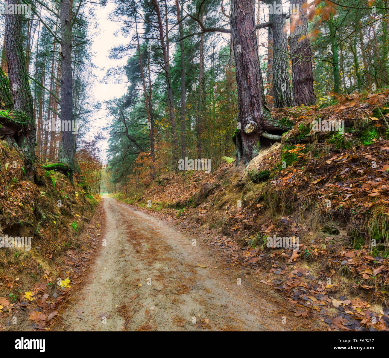 forest landscape with sandy road Stock Photo - Alamy