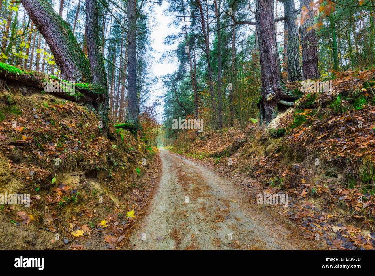 forest landscape with sandy road Stock Photo - Alamy