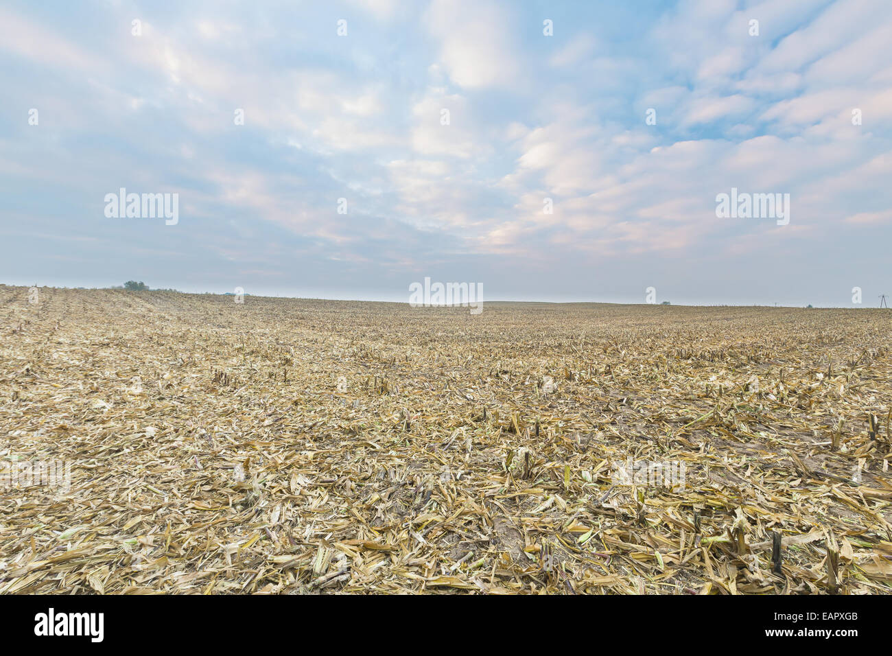 Stubble field after corn. Countryside landscape Stock Photo - Alamy