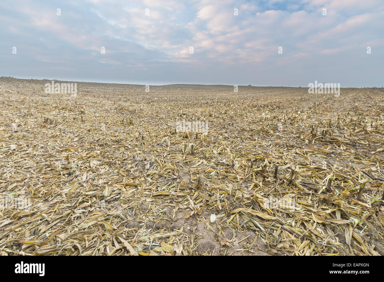 Stubble field after corn. Countryside landscape Stock Photo - Alamy