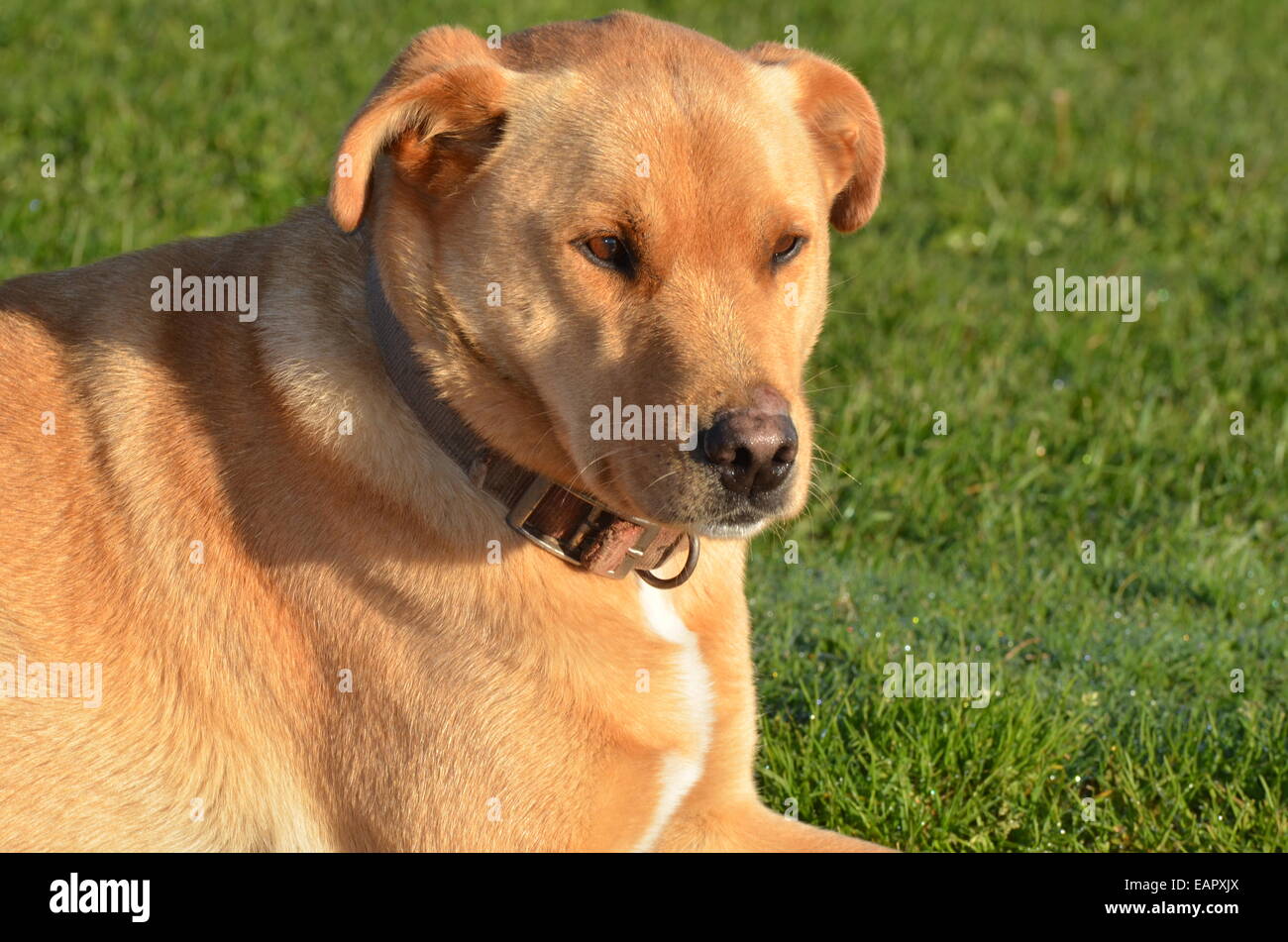 golden dog Webster Stock Photo - Alamy