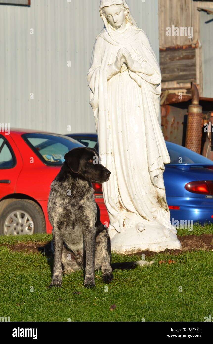 dog with Mary statue Stock Photo - Alamy