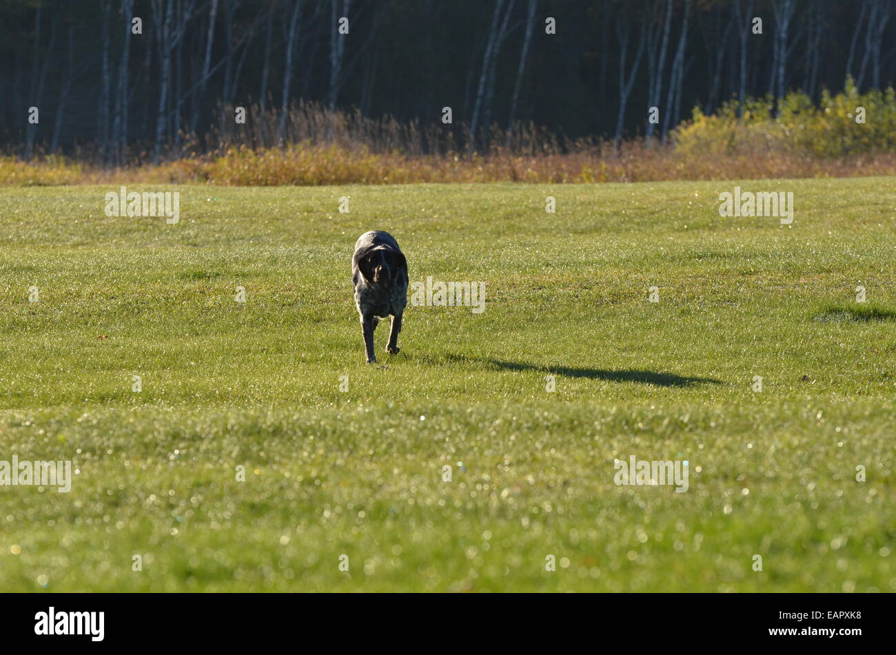 Dog running home hi-res stock photography and images - Alamy