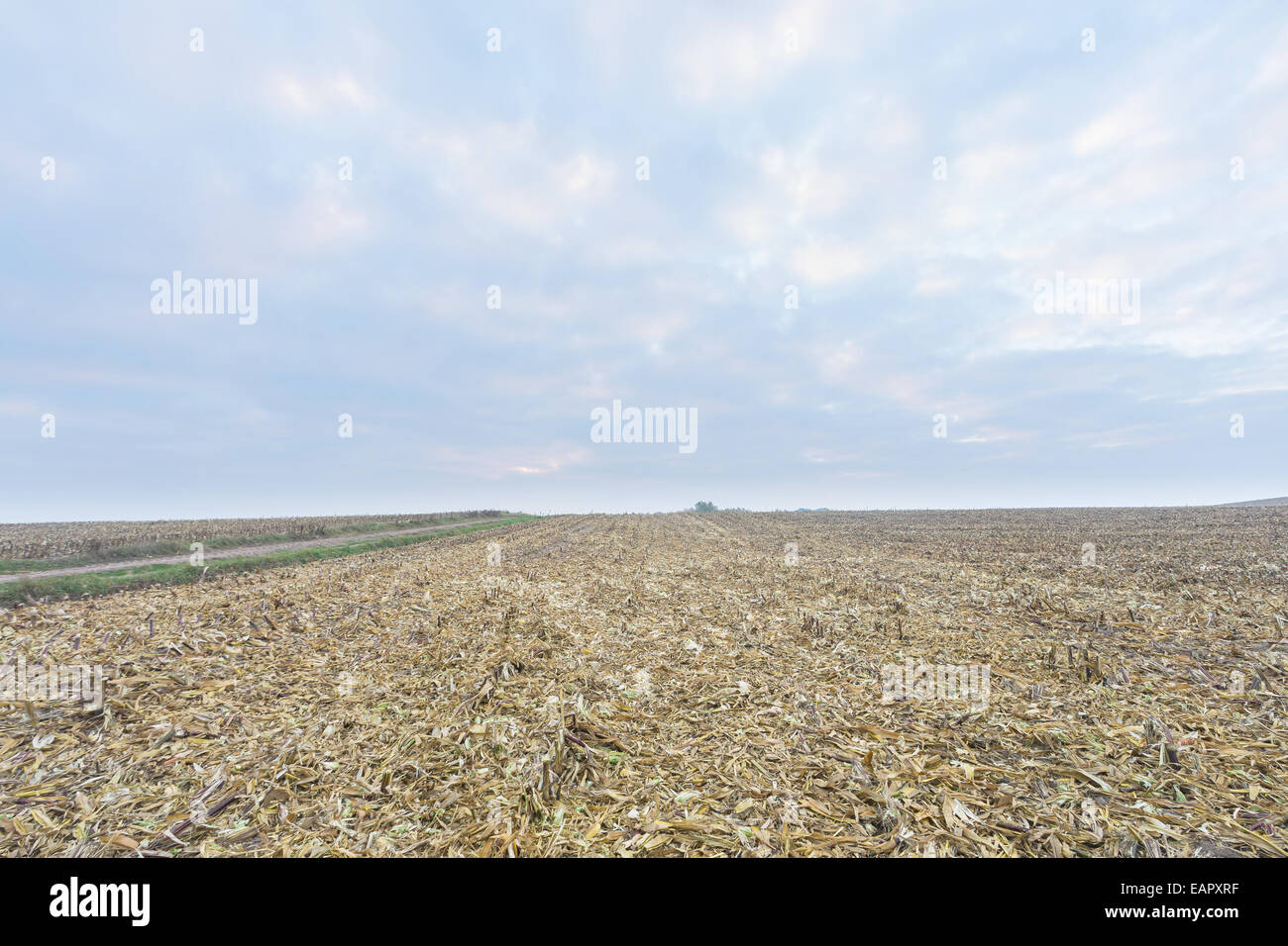 Stubble field after corn. Countryside landscape Stock Photo - Alamy