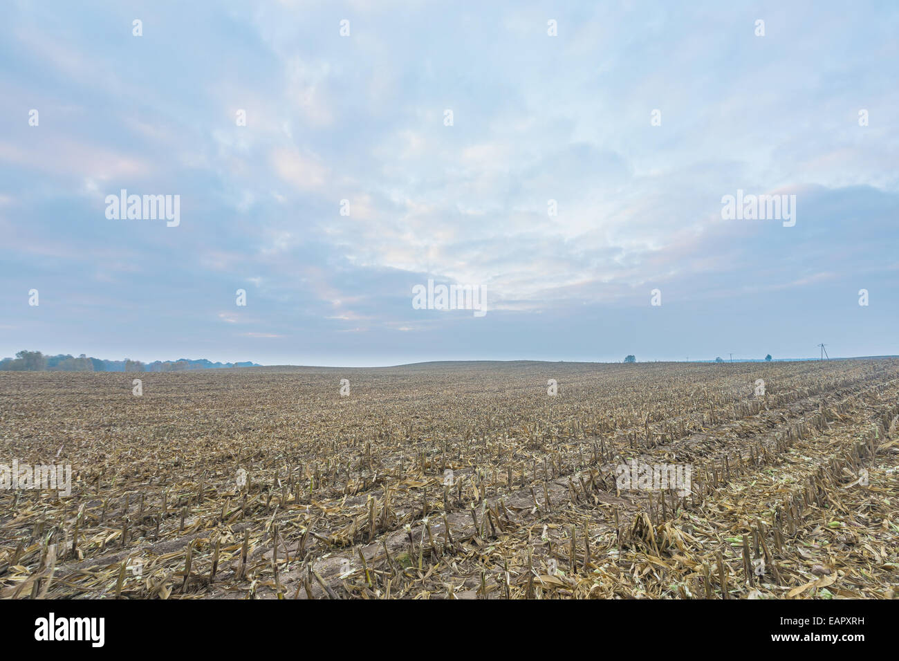 Stubble field after corn. Countryside landscape Stock Photo - Alamy