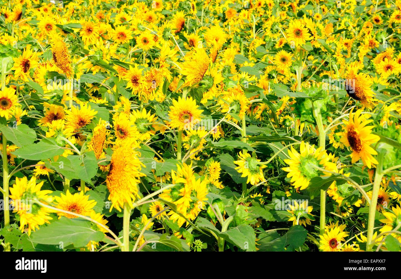 Blooming yellow sunflowers on a bright sunny day in Shanghai China ...