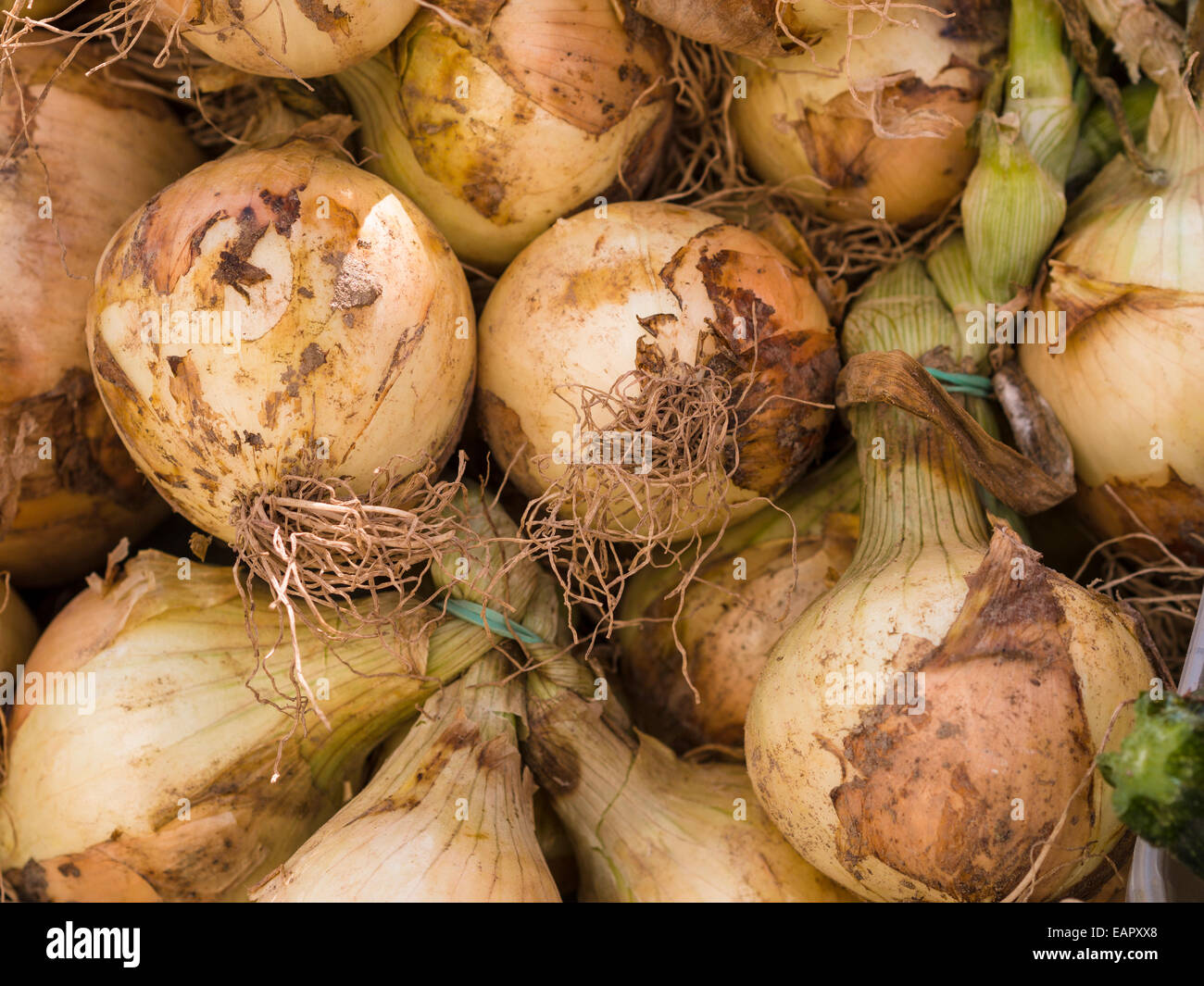 Freshly dug Onions on a Market vendor's table. Onions tied with green ...