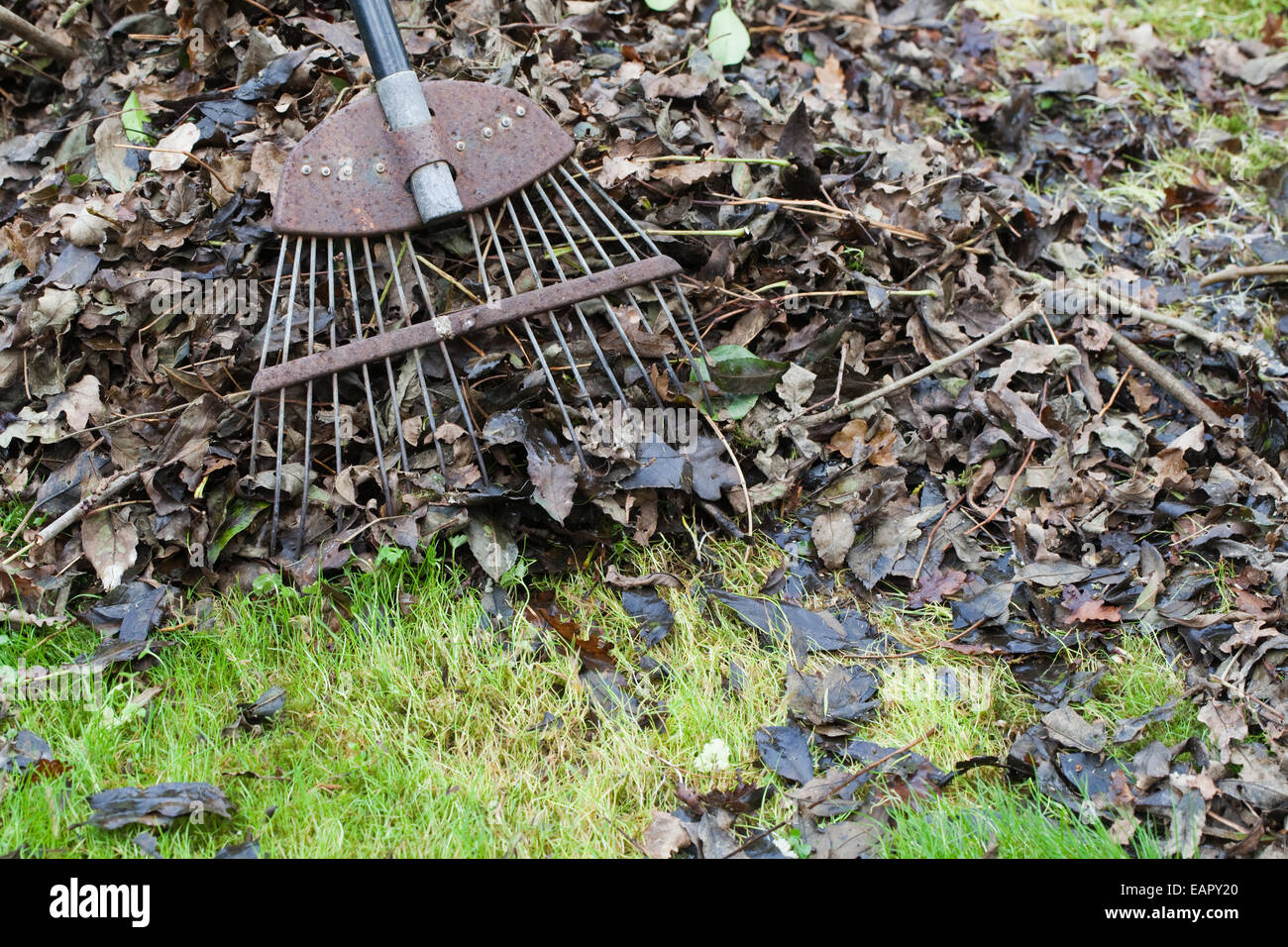 Wire Lawn Rake reveals etiolated grass beneath accumulated autumnal ...