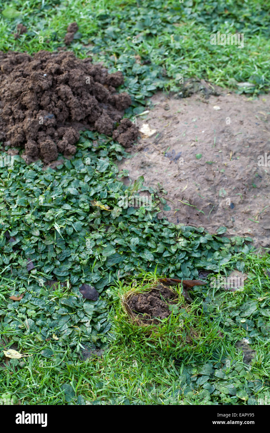 Raised mole hi-res stock photography and images - Alamy