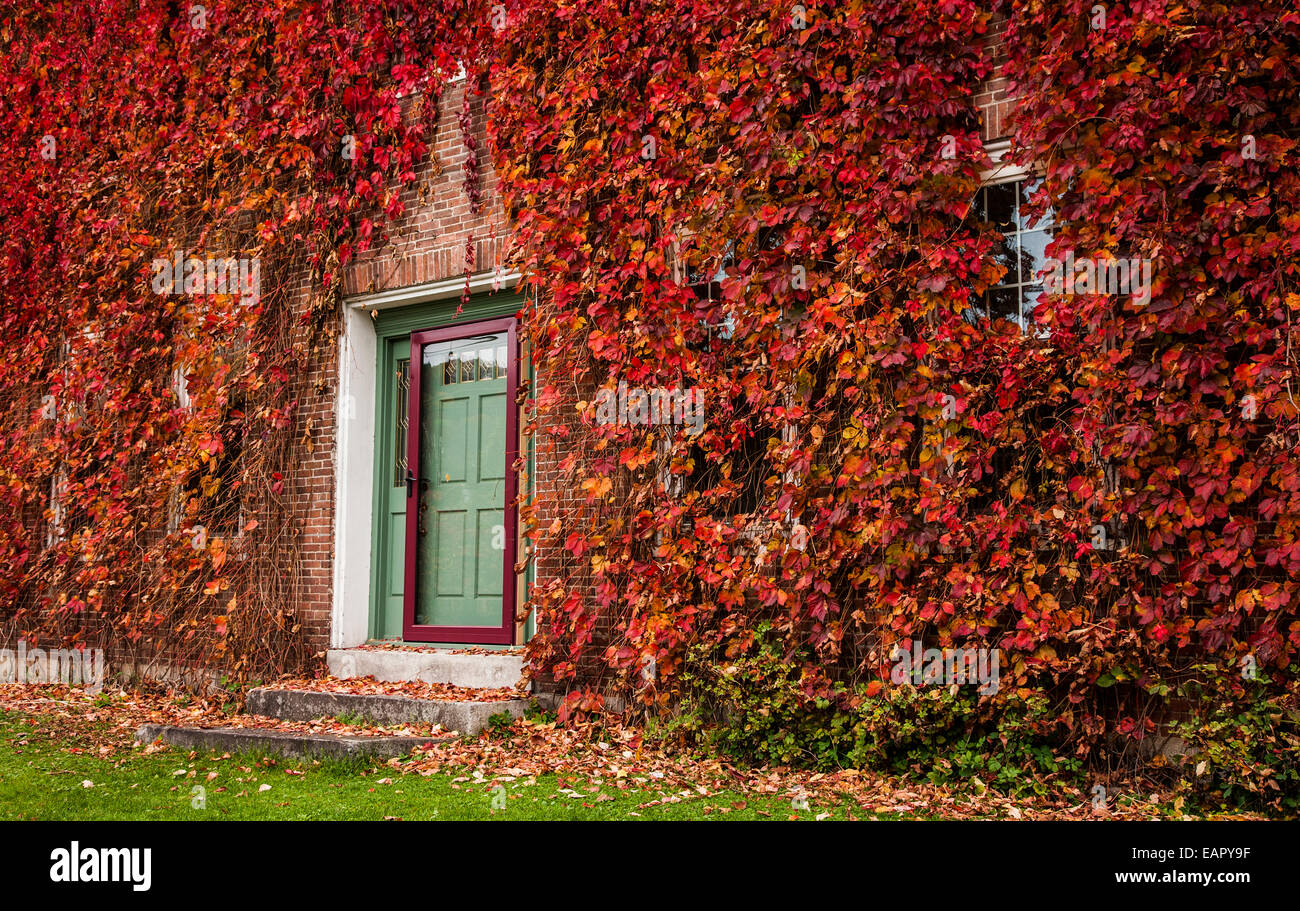 Vines On Brick Wall High Resolution Stock Photography and Images - Alamy