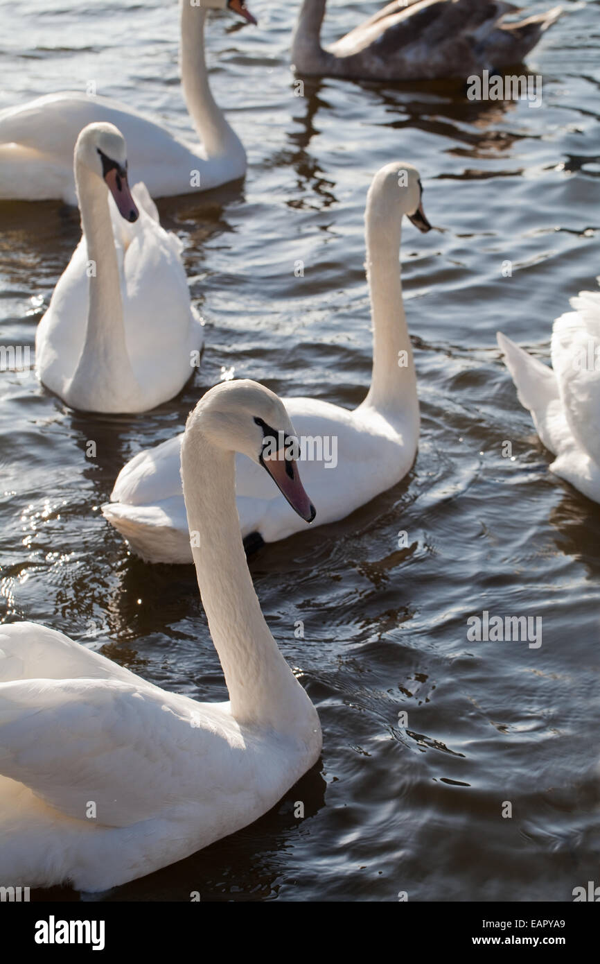 Human breeding hi-res stock photography and images - Alamy