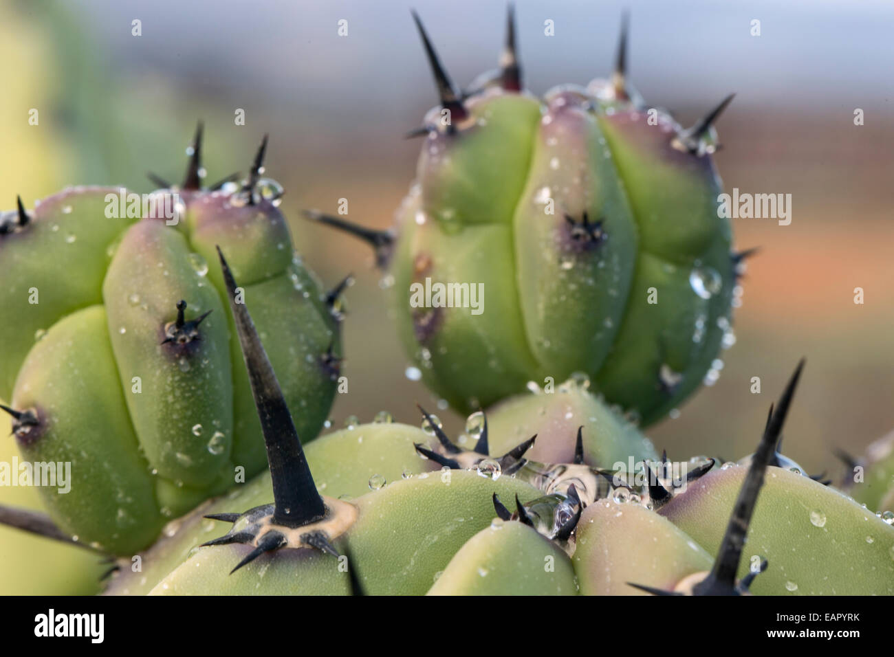 Rain On Cactus High Resolution Stock Photography and Images - Alamy
