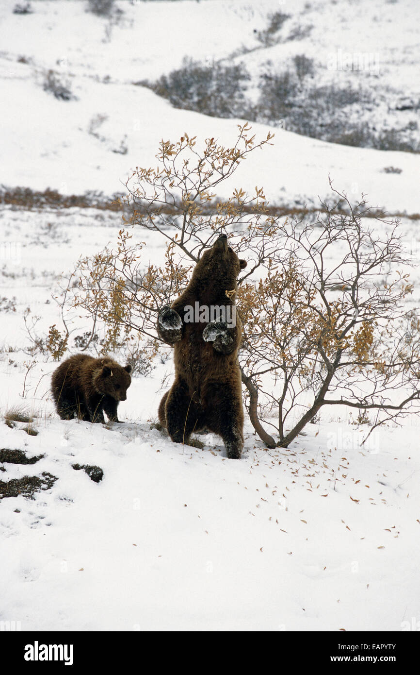 Grizzly bear scratching back hi-res stock photography and images - Alamy